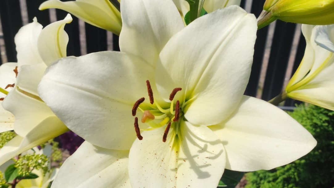 Осенняя выкопка и разбор луковиц лилий. 11-14.09.2025 Восток Ленобласти