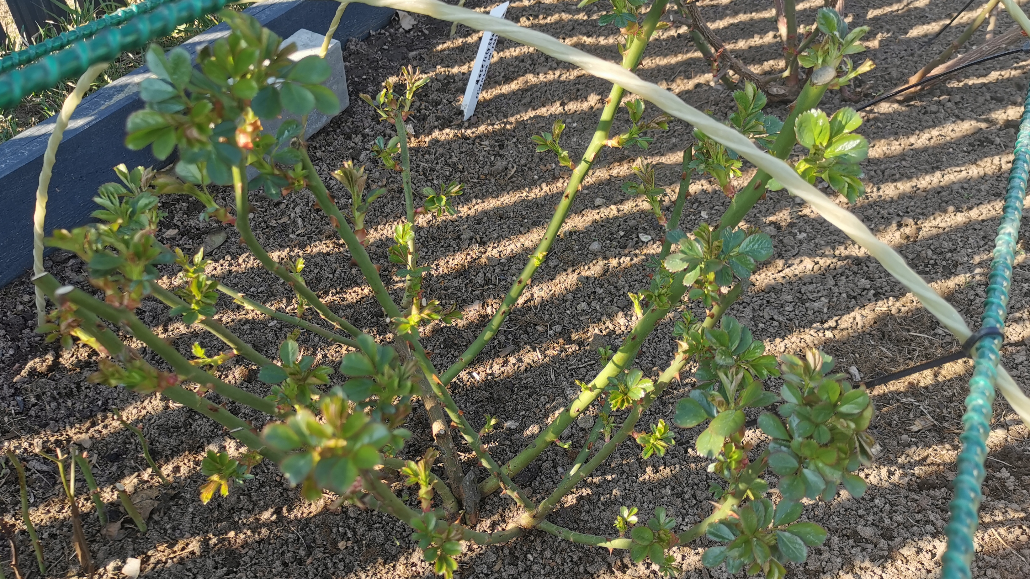 Открыла и обработала розы. Покажу как перезимовали розы. 18.04.2025. Ленобласть