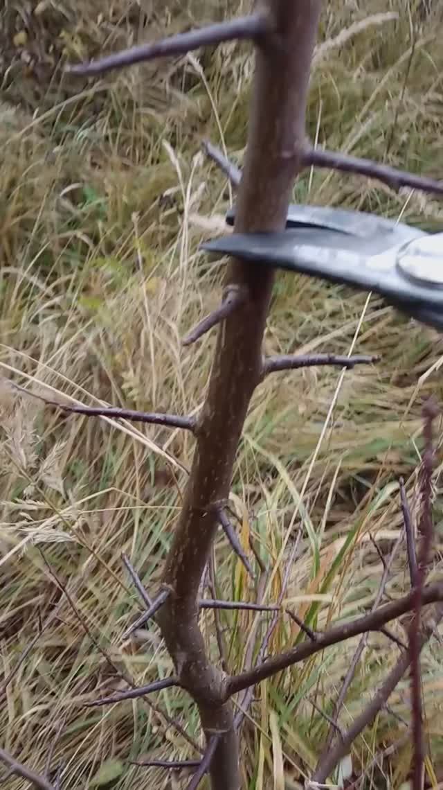 Как обрезать яблоню молодую осенью за 1 минуту рекорд