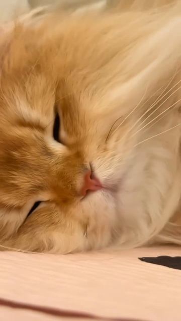 Мурлыкотерапия 😺