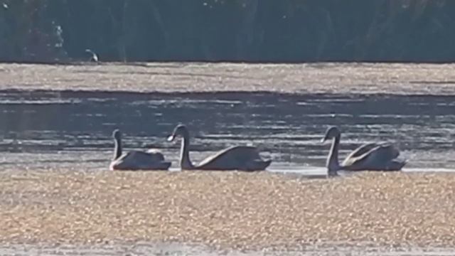 Лебедята и Лебедь