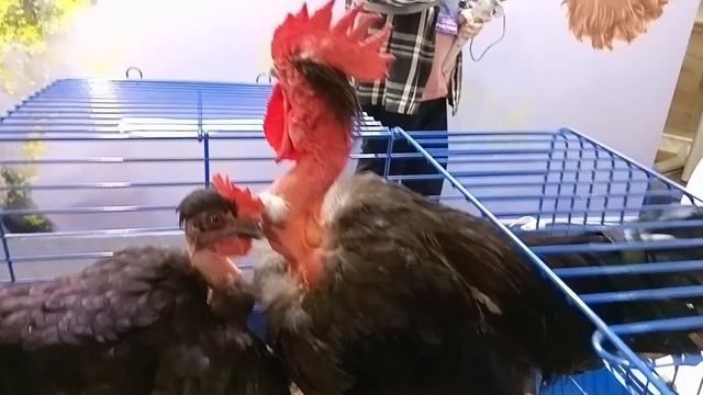 Пуховые куры, кролик и куры с черным мясом- деликатес, петух ГМО.Фестиваль НАУКА 0+. МГУ им. Ломонос