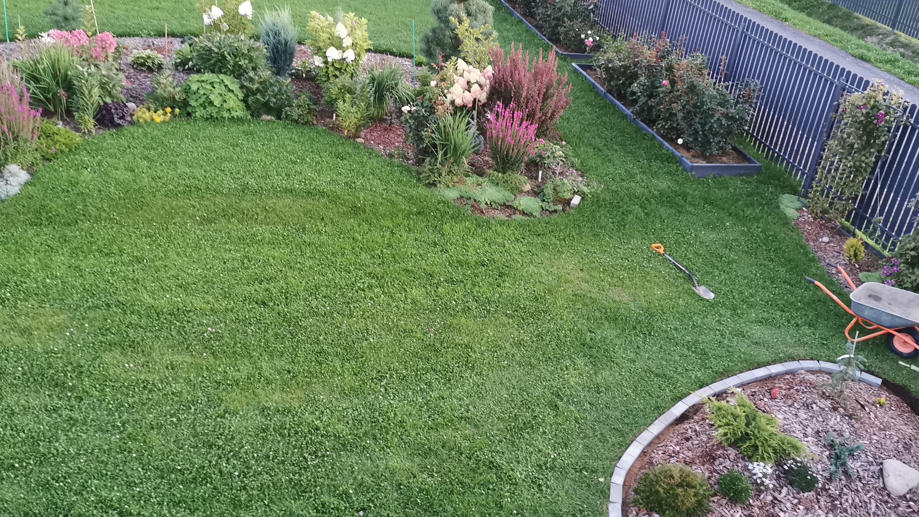 Оформила бордюр клумбы. Пересаживаем голубику в новую грядку. 30.08-02.09.2025. Восток Ленобласти