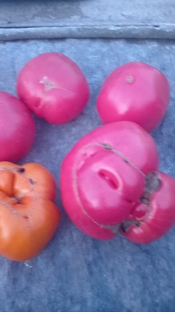 Мой урожай 2025г Это не весь. Урожай #помидоры #огурцы #сад огород. #шортс #реелс #топ