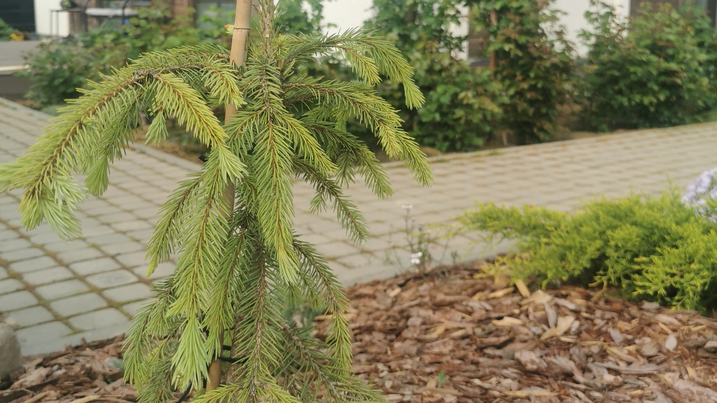 15 елей и 2 пихты на 17.05.2025. Восток Ленобласти