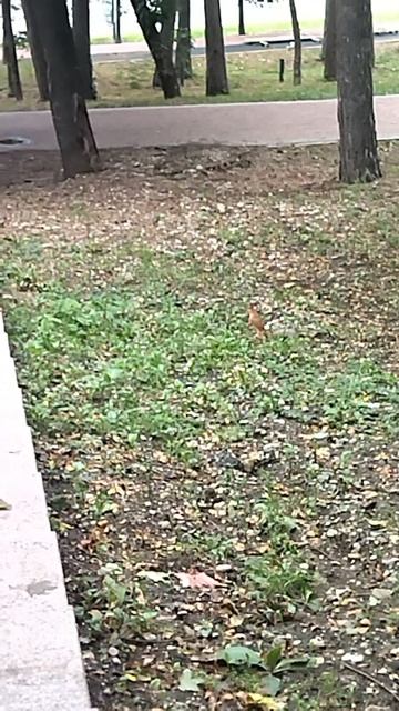 Белка в Комсомольском парке (г. Кисловодск)