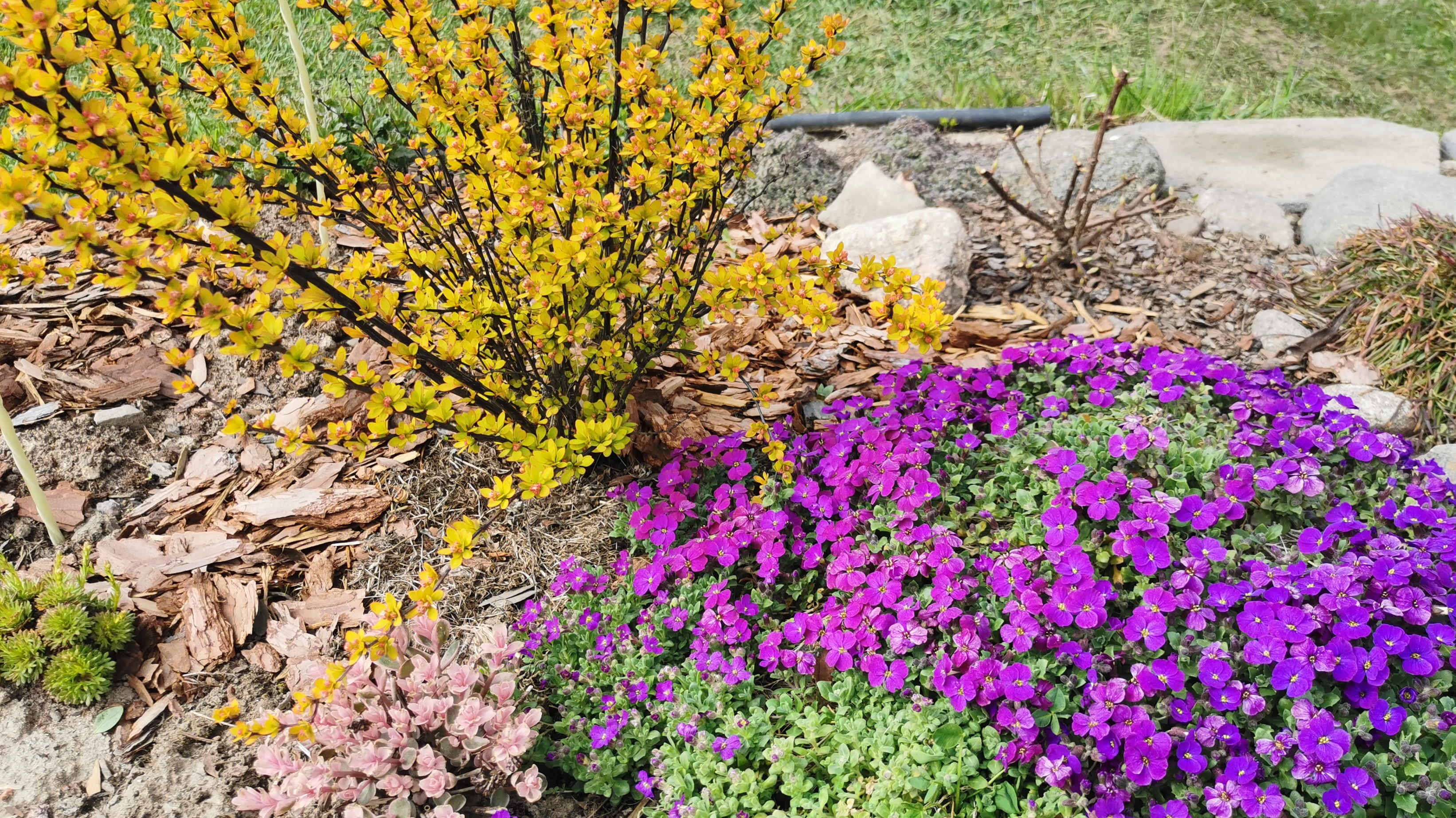 Вношу изменения во фронтальную клумбу. Растения на подпорной стенке. 12-13.05.2025. Восток Ленобл.