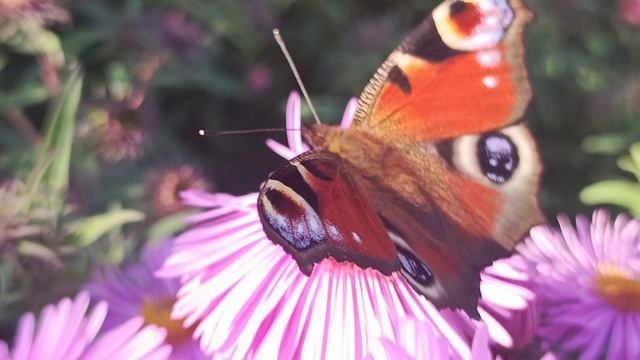 бабочки на цветах