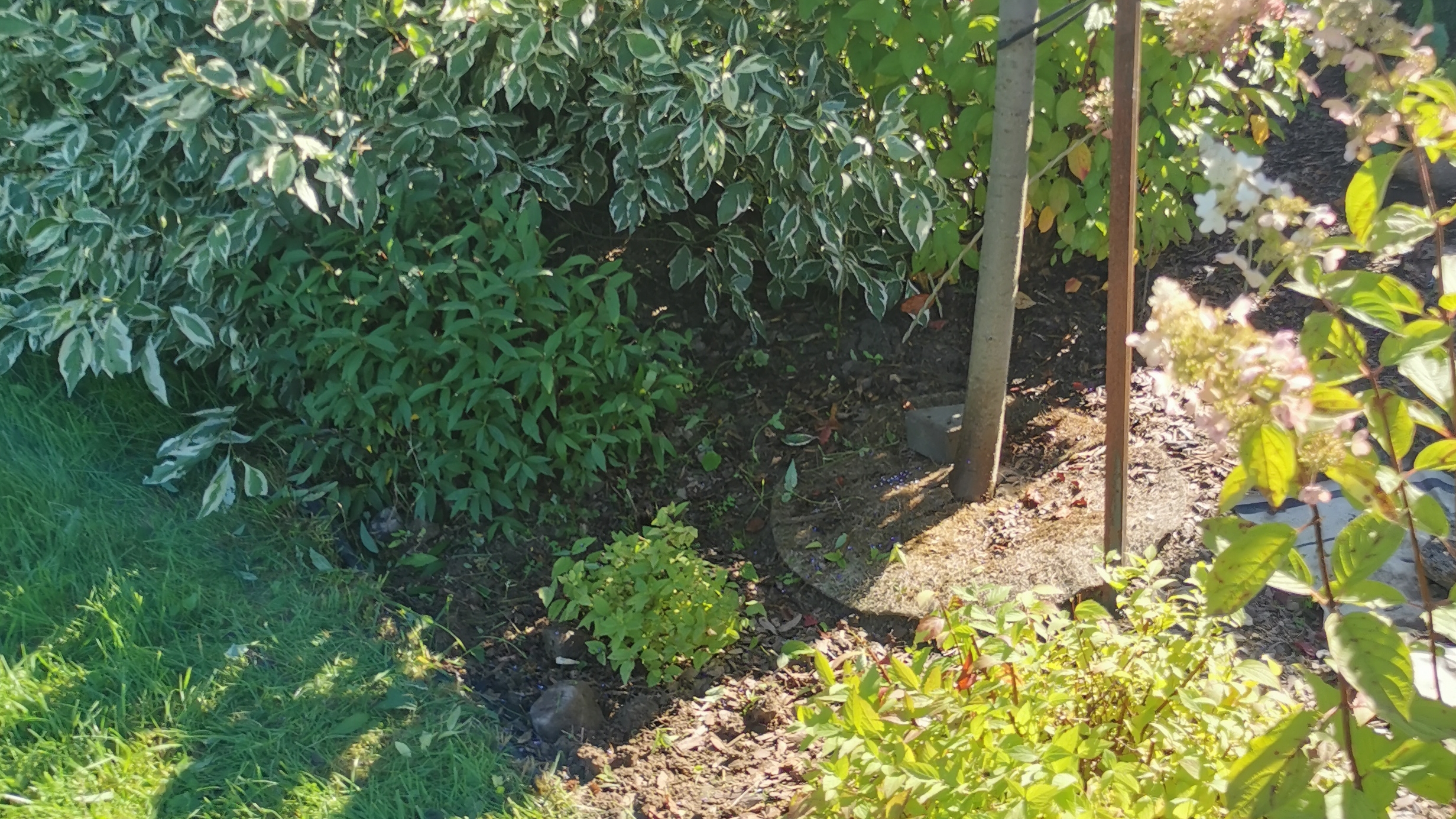 Осень, работы в саду все больше. Делим, размножаем спиреи. 13.09.2025. Ленобласть