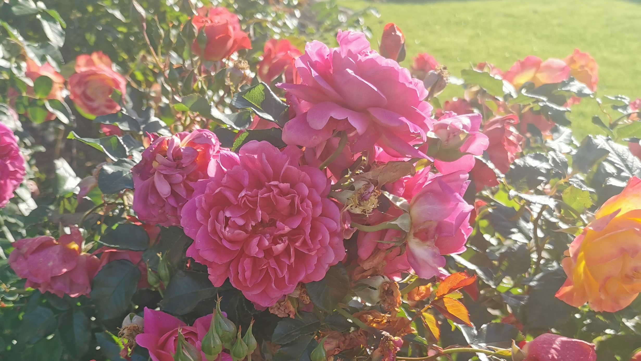Сильно обрезала розы, уже не жалею. 10.10.2025 восток Ленобласти