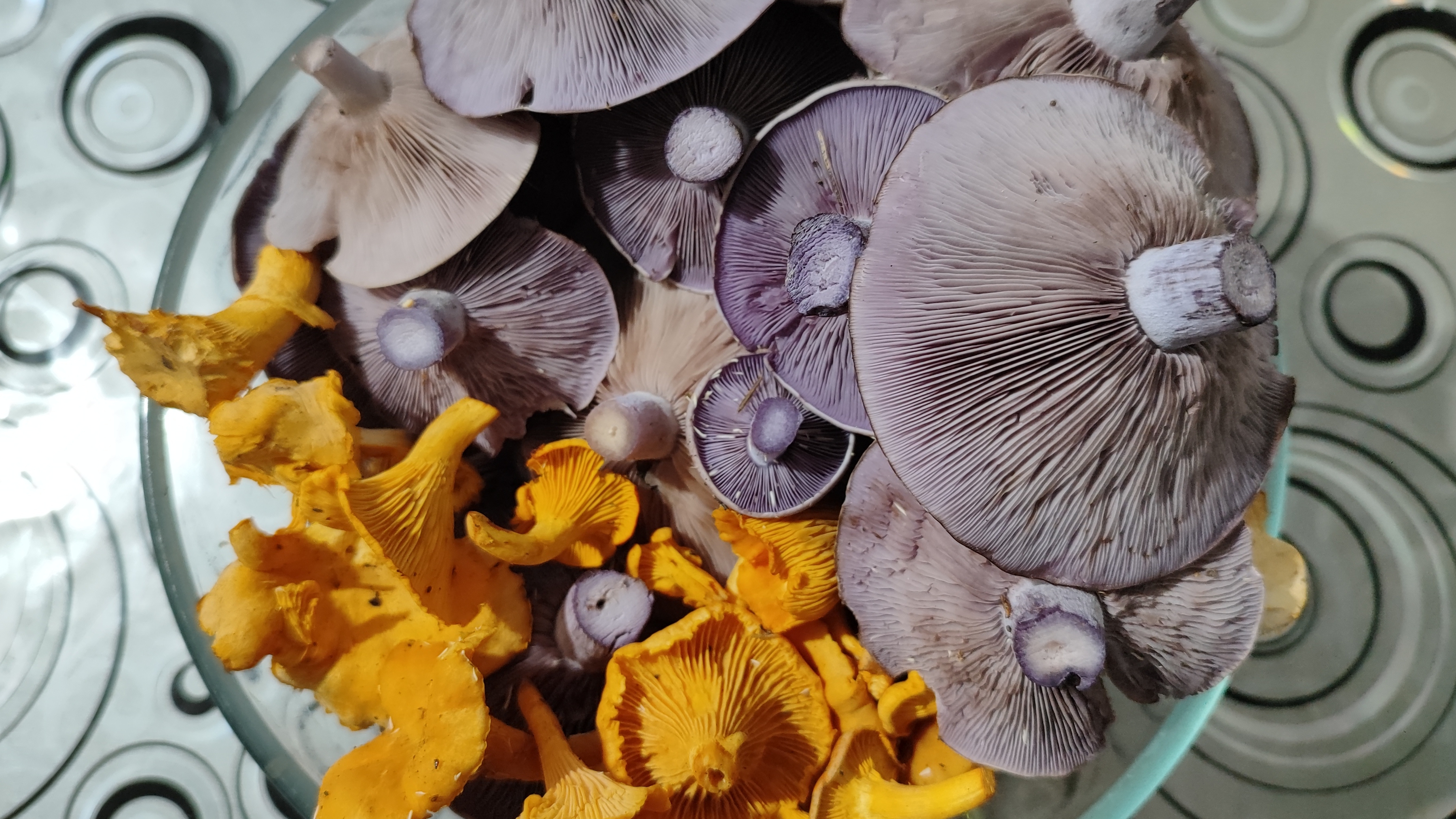 Они САМИ найдут своего грибника!