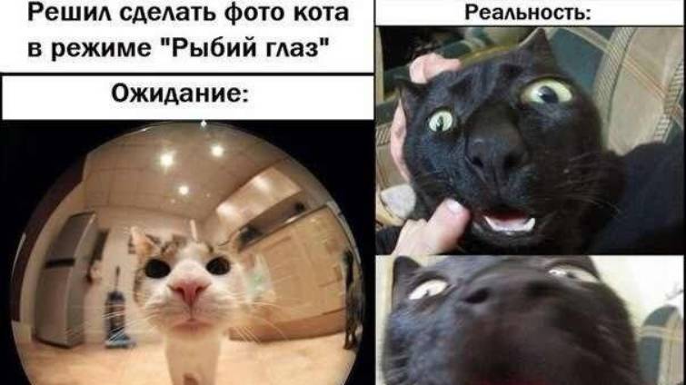 ВСЕ КОТЫ КАК КОТЫ А Я ХОМЯК|мемы про котиков❤️|#5