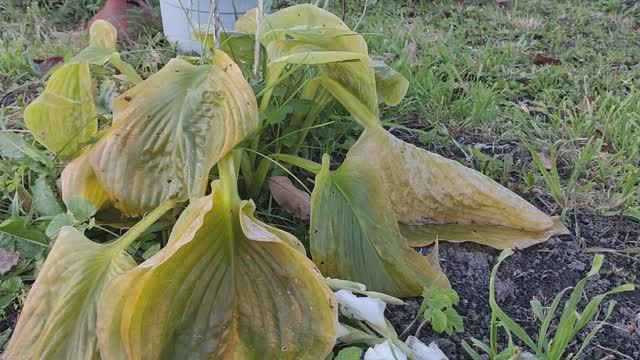 Осень в огороде - природа готовится к зиме, а дачники к новому сезону