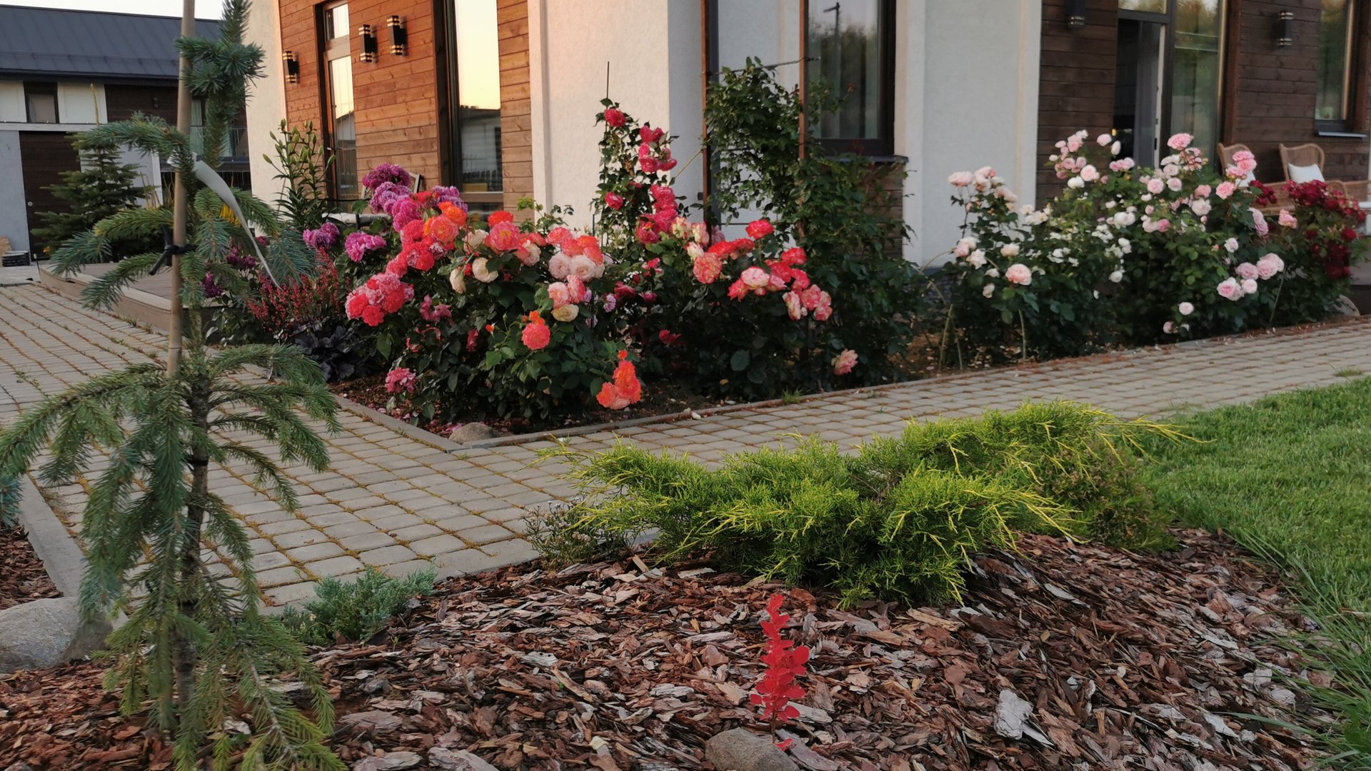 Вечерняя прогулка после летних работ в саду. 17.07.2025. Ленинградская обл.