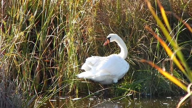 Лебедь чистка пёрьев