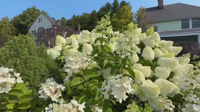 Пешая экскурсия по прекрасным садам на острове Макино, штат Мичиган. Дом и сады Уэст-Блафф, 2025