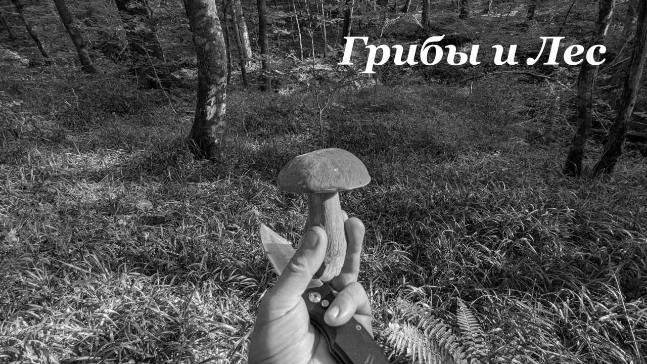 Грибы и Лес