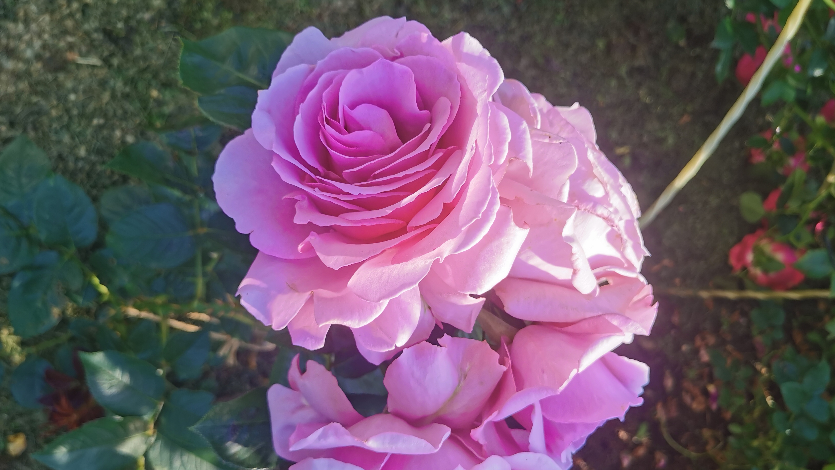 Кто радует в аномальную жару? Покажу как выглядят розы и клематисы 14.07.2025