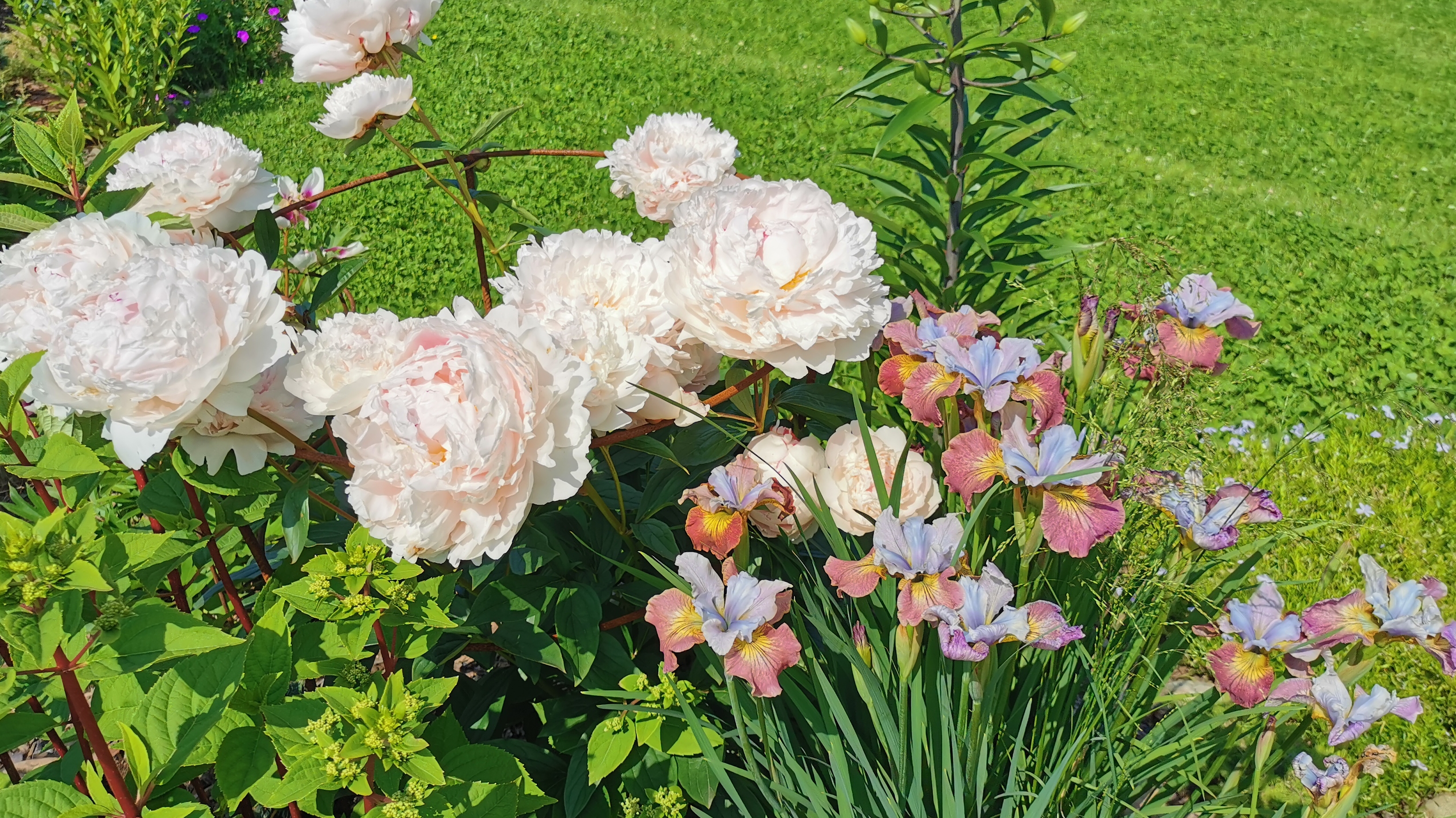 Пионы провалились в этом сезоне, коротко но цветут. 22.06-03.07.25. Восток Ленобласти