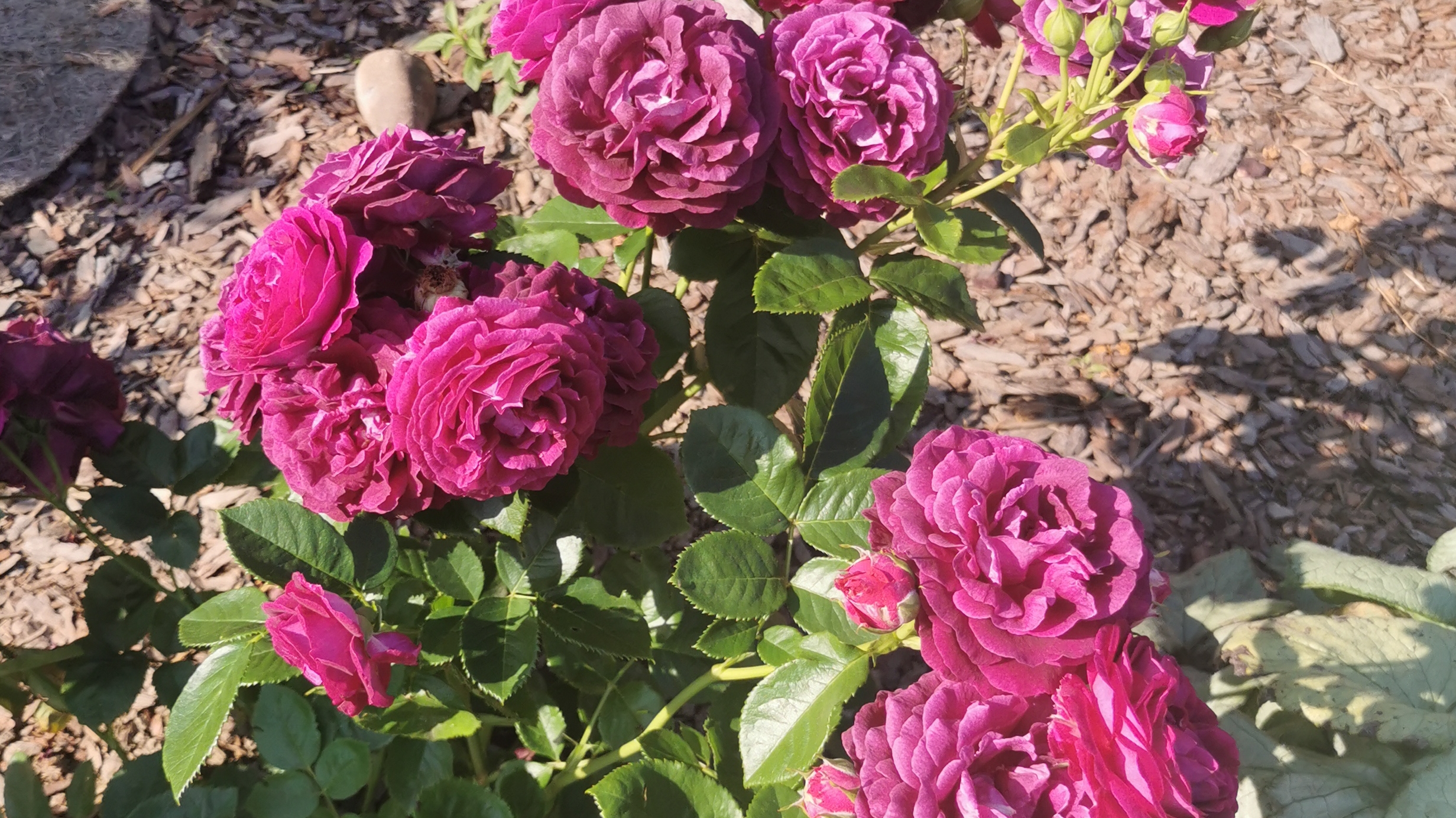 Темные розы нашего сада. 11.07.2025 Ленинградская обл.