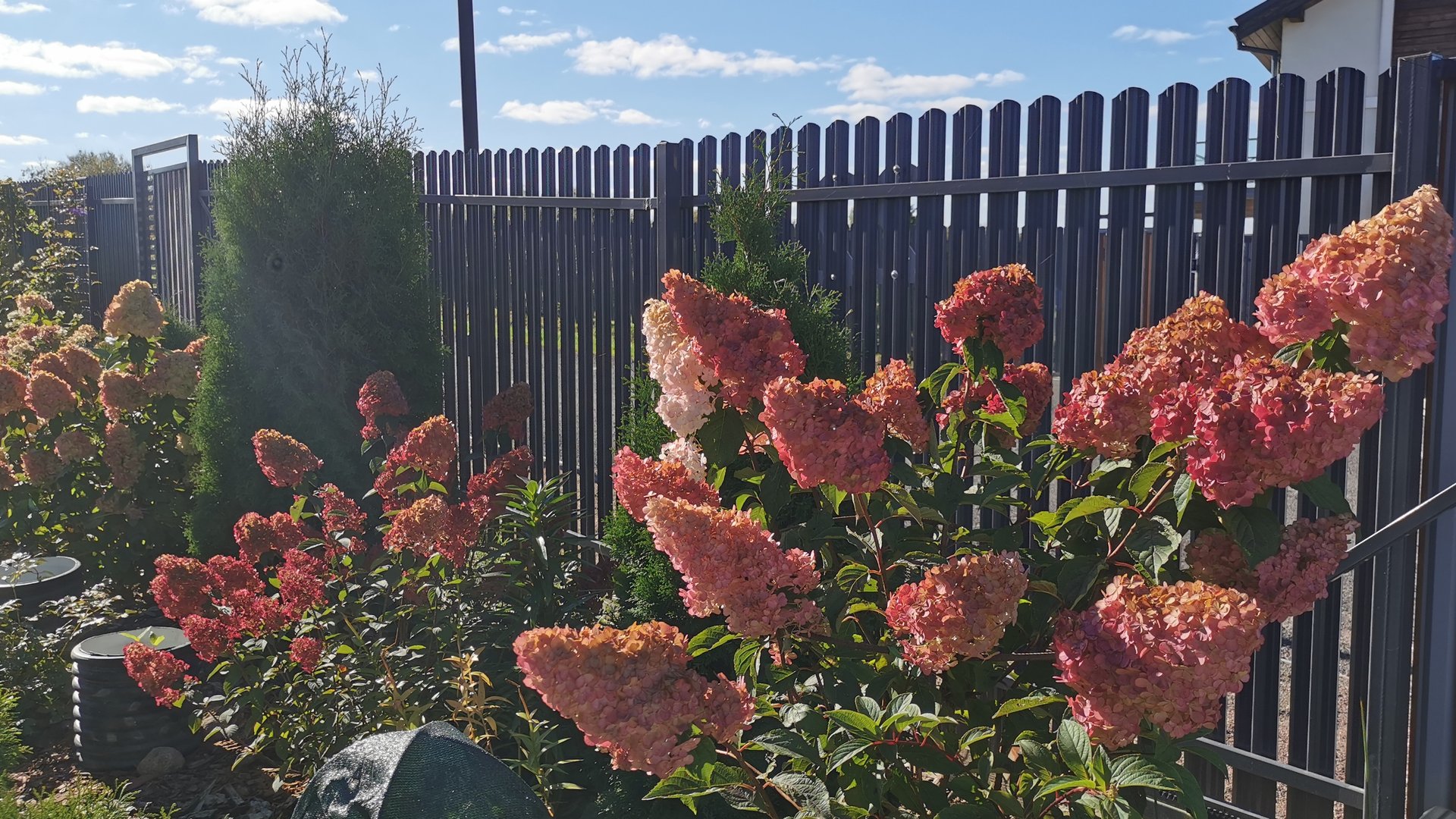 Первый заморозок. Какие гортензии лучшие? Bonfire&Gardenlight Redlight 29.09.2025 Восток Ленобласти