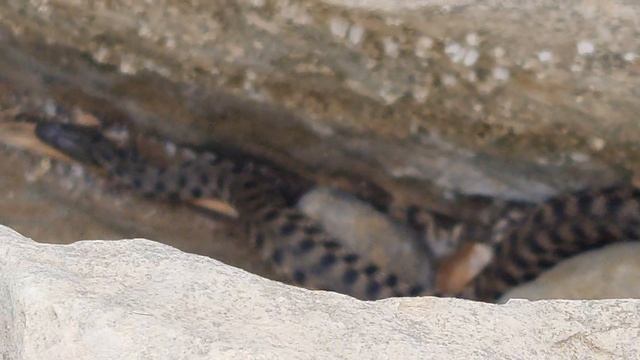 #Змея_крадётся_за_добычей #Пресмыкающие_в_дикой_природе #Туркмения_горы