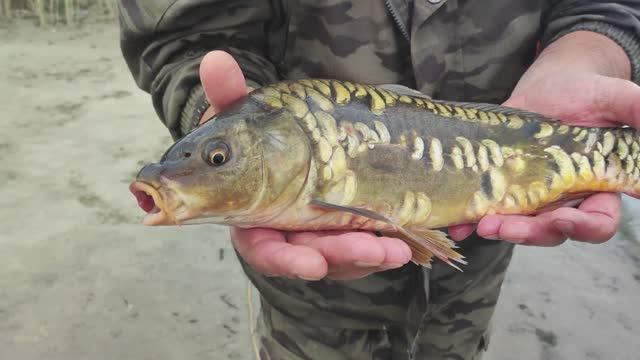 КОРОНАВИРУС 3. РЫБАЛКА НА ДОНУ.