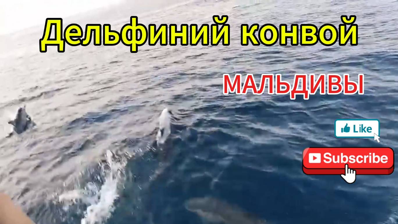 Дельфиний конвой Мальдивы