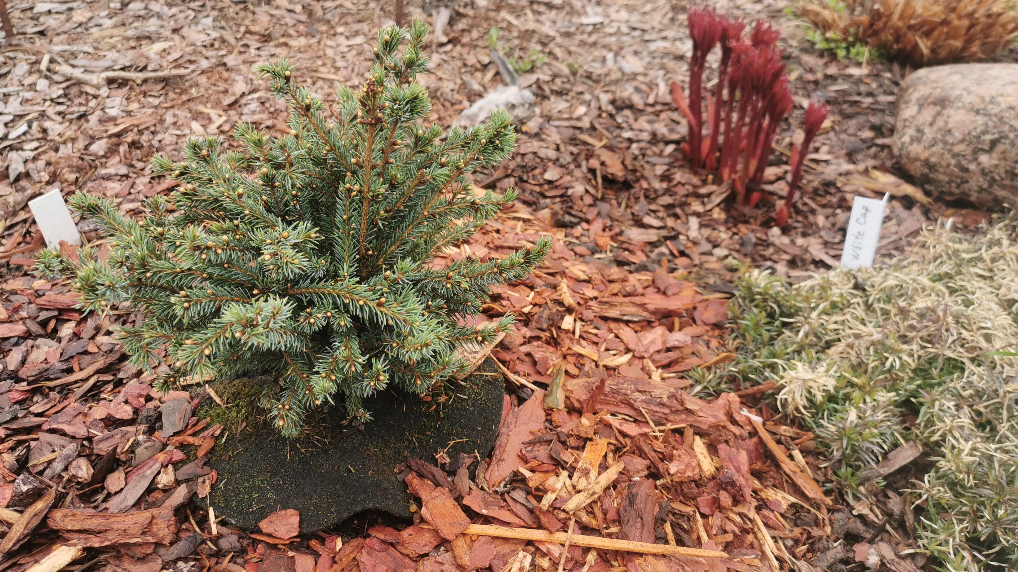 Новые ели, новая клумба, без изменений нет садового сезона. 20-22.04.2025. Ленобласть
