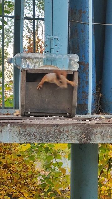 Белочка и голубь