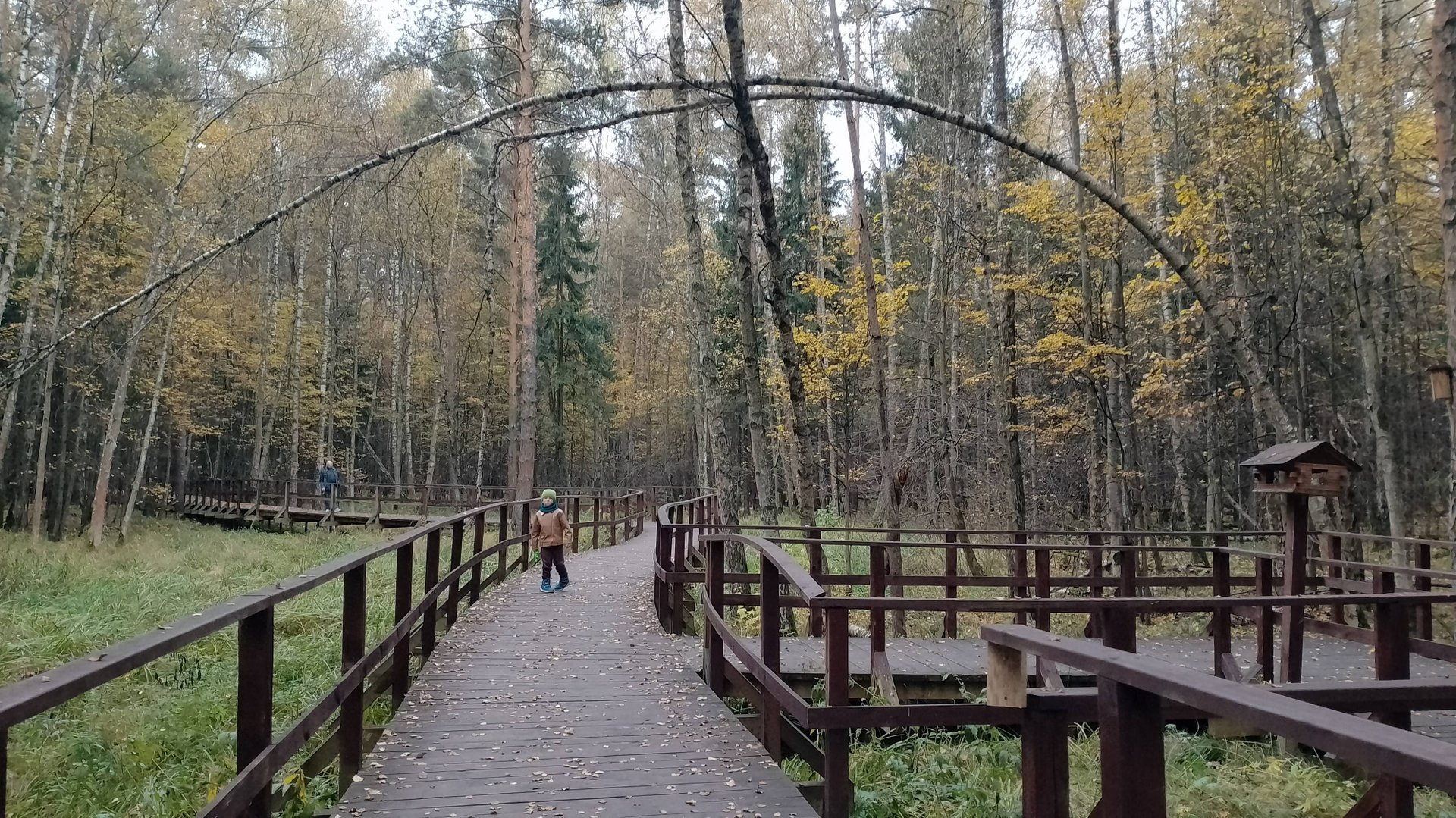 Биостанция, Лосиный остров 09.10.2025