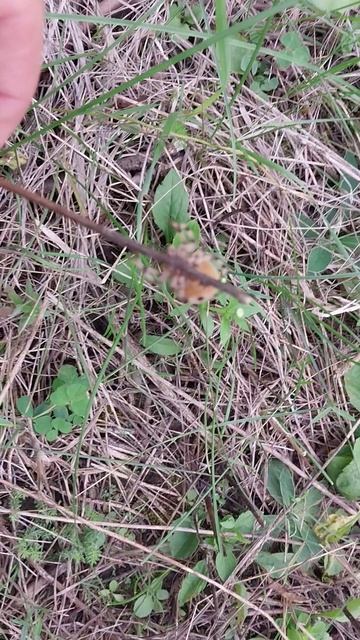 Огромная беременная мама паучиха :)