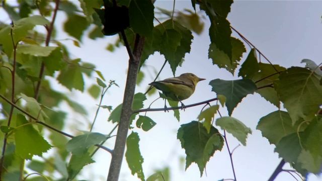 Зеленая пересмешка