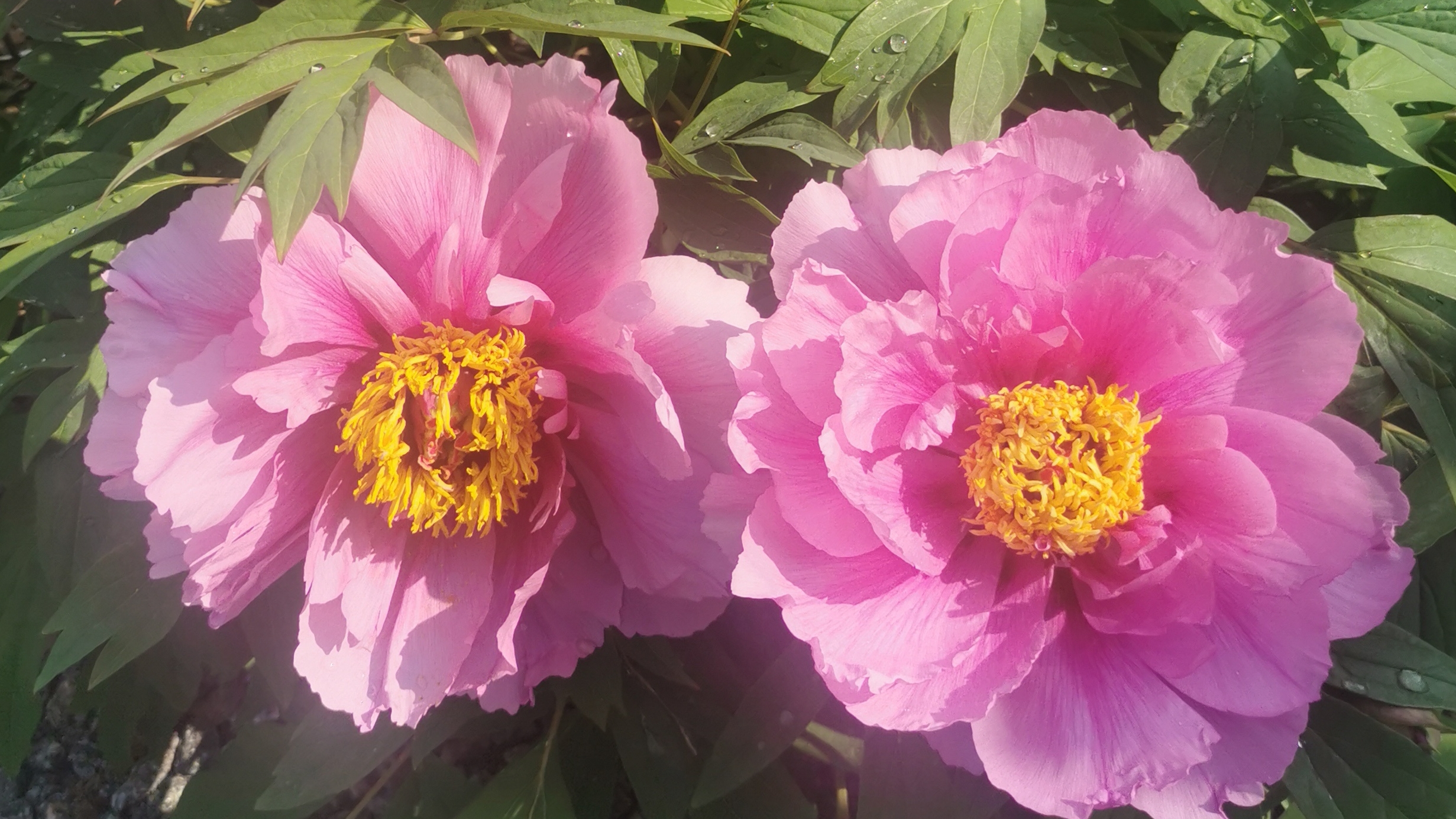 Первое цветение корнесобственных древовидных пионов. 22.05-06.06.2025. Ленобласть