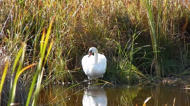 Лебедь И молодая