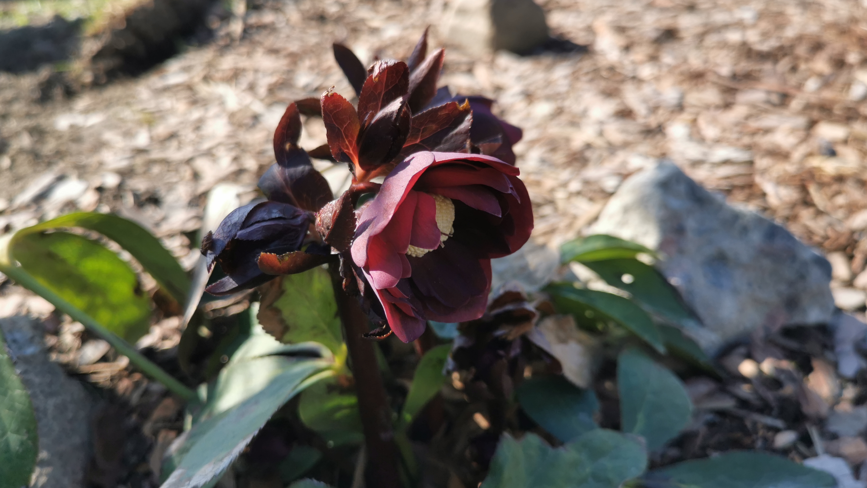 Первые весенние работы в саду. Открыла древовидные пионы, розы. Пересадки. 15-16.04.2025. Ленобласть