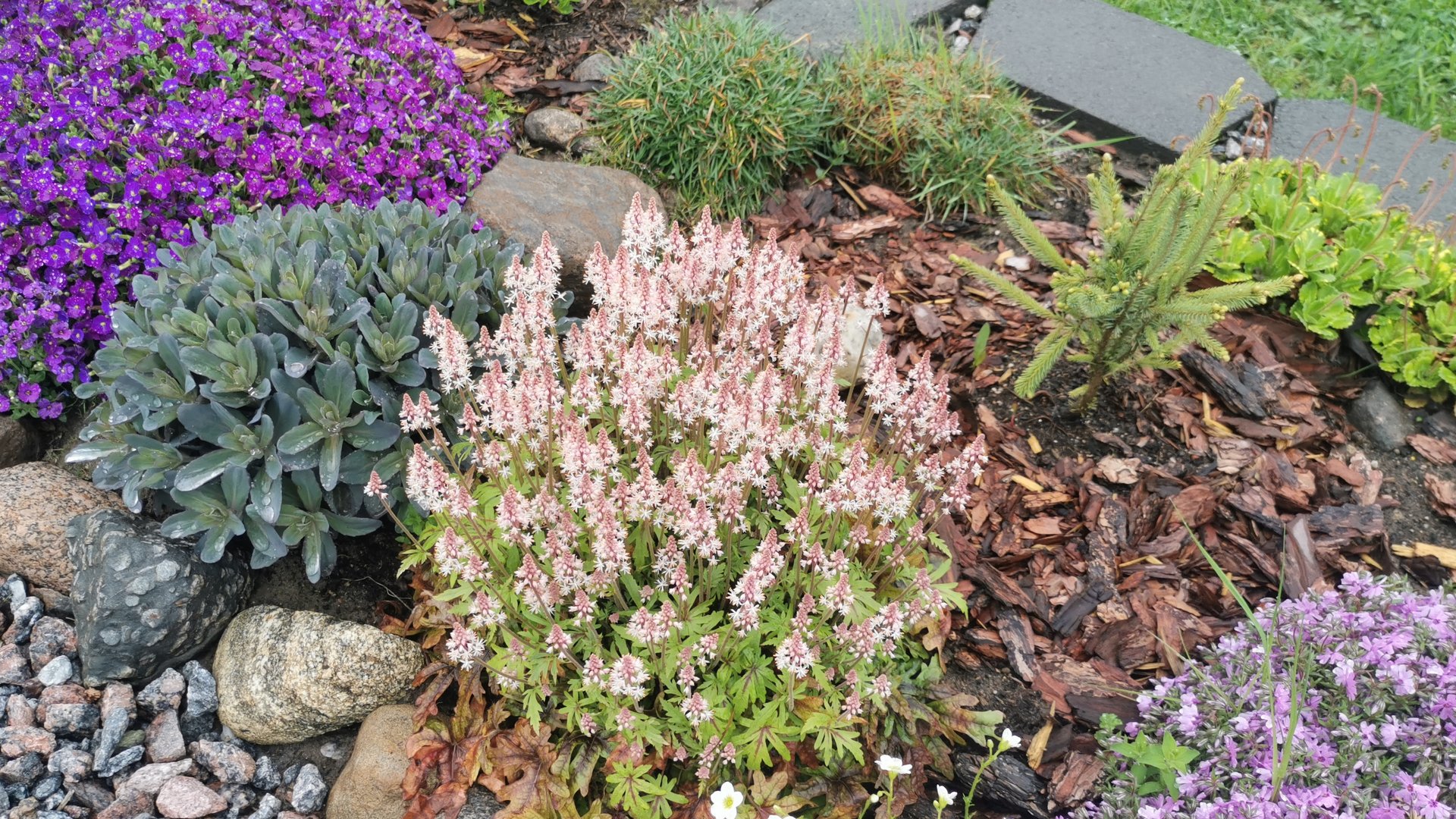 Хвойные начинают "цвести". 26.05.2025. Восток Ленобласти