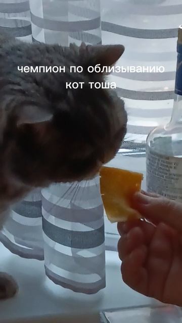 чемпион по облизыванию кот тоша 😺