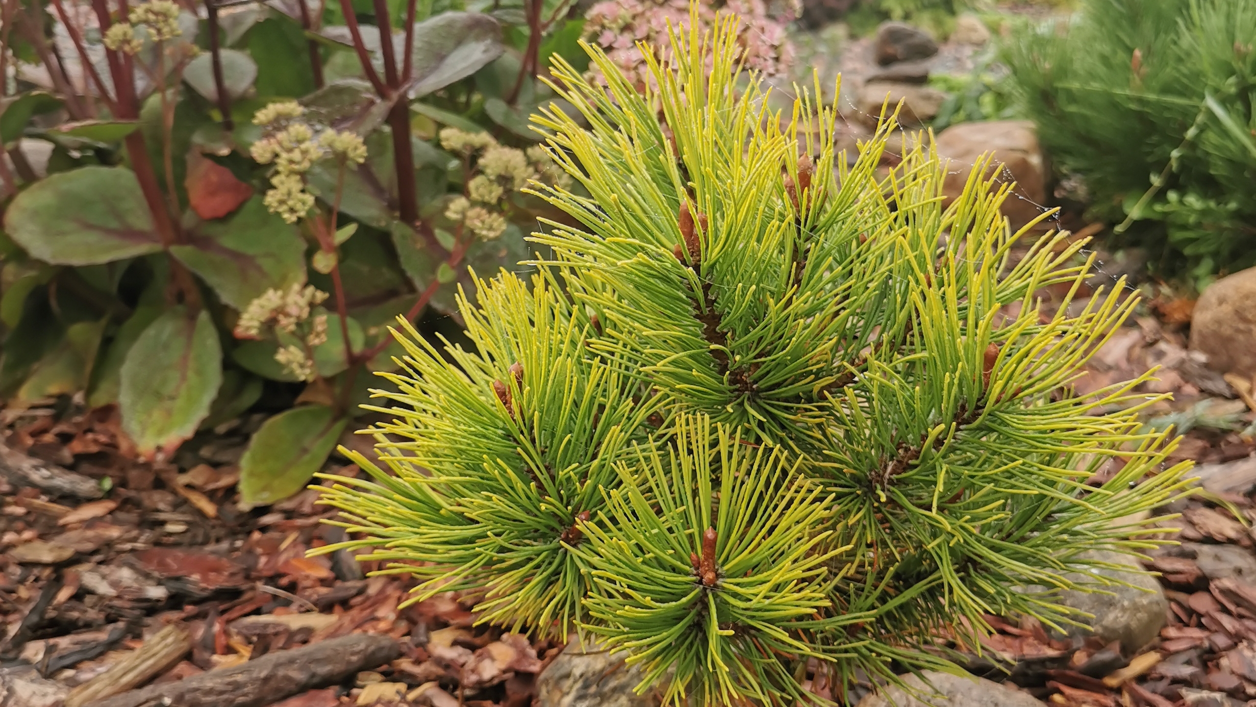 Работа в саду не заканчивается. Начала новую клумбу. Лето не уходи. 28.08.2025. Восток Ленобласти
