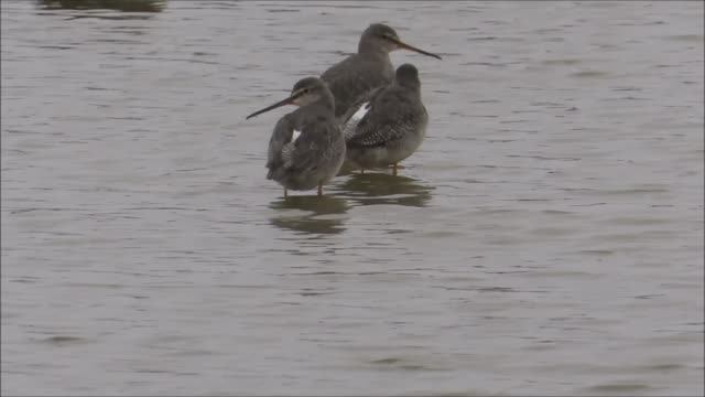 Кулик Щеголь кормится вплавь и вброд и ест рыбу, наблюдение птиц 11.10.2025 Ушерско