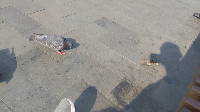 Забавно как голуби, воробьи и утки дружат :)