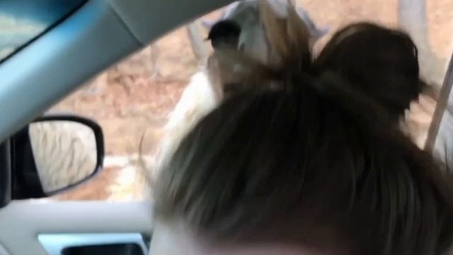 Иди покушай Go eat