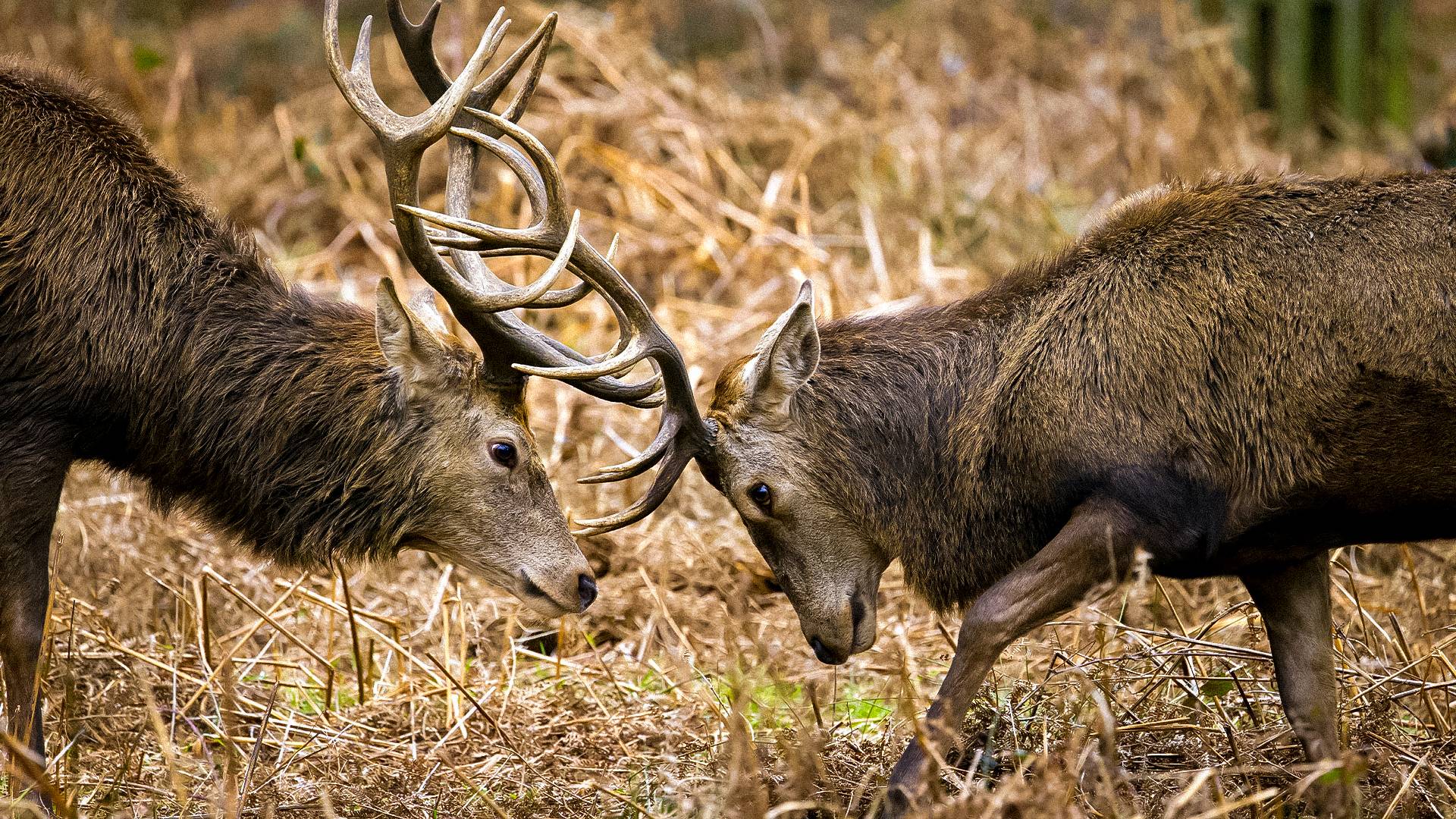 Как осень меняет мир диких животных: подводные птицы, ядовитые красавицы и лесные великаны