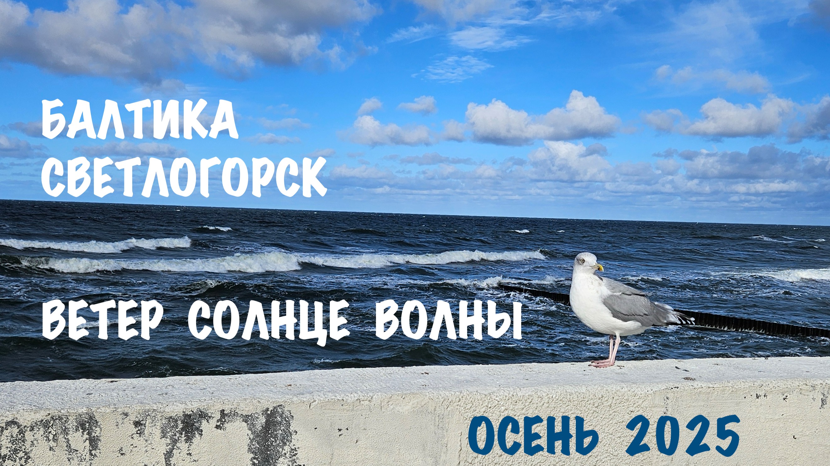 Светлогорск октябрь 2025. Балтика, ветер, солнце, волны и огромная чайка в конце.