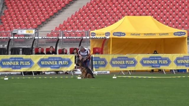 снят c изв. AMIRA v. Springberg +++ №2554. BZSZ 2025 немецких овчарок