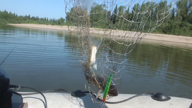 Первый судак в этом сезоне!
