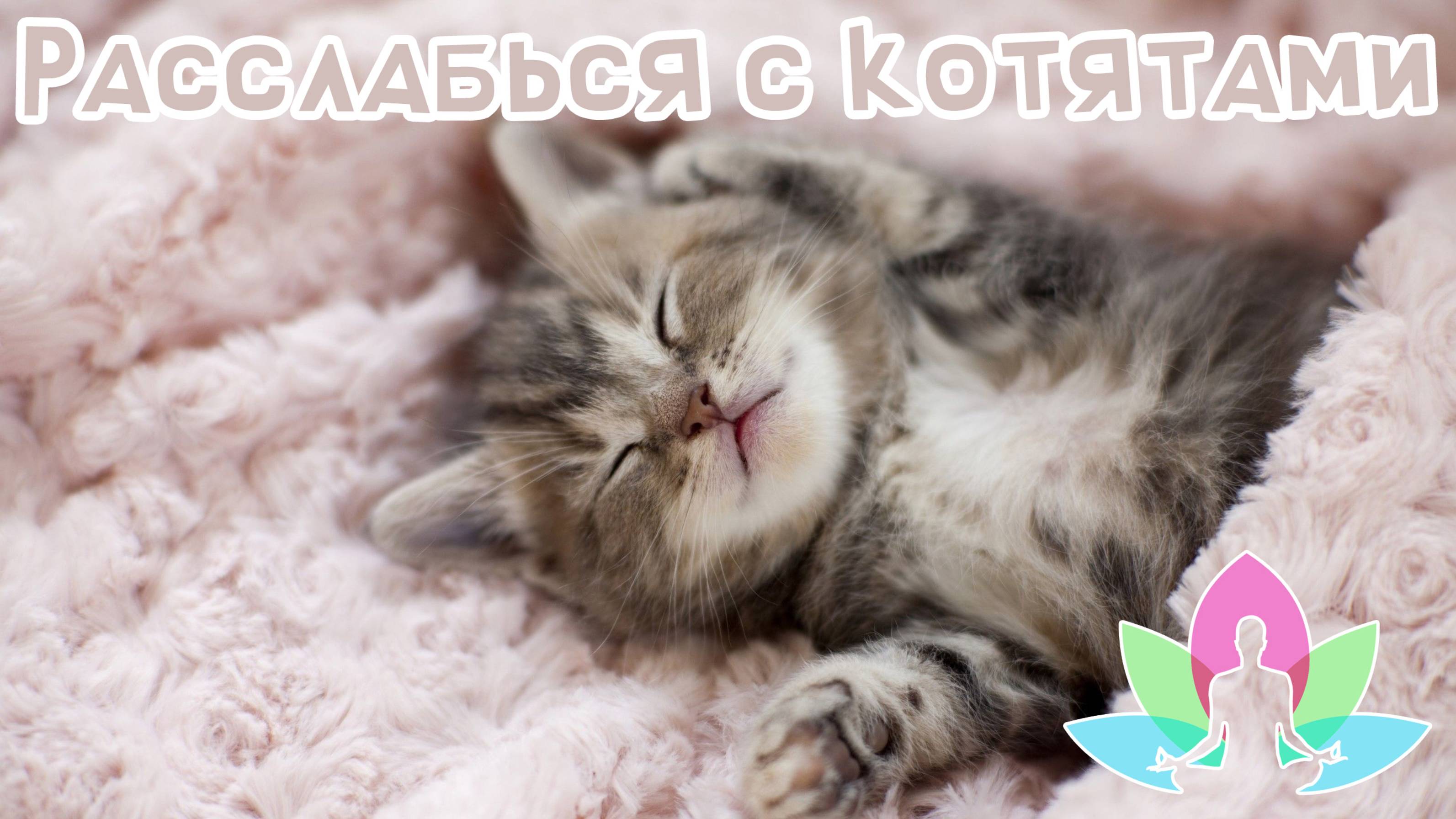 Релакс с котятами 🐾 | Милые котики для души и отдыха