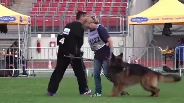 3 VA HAGRID di Riviera Italia +++ №1522. BZSZ 2025 немецких овчарок