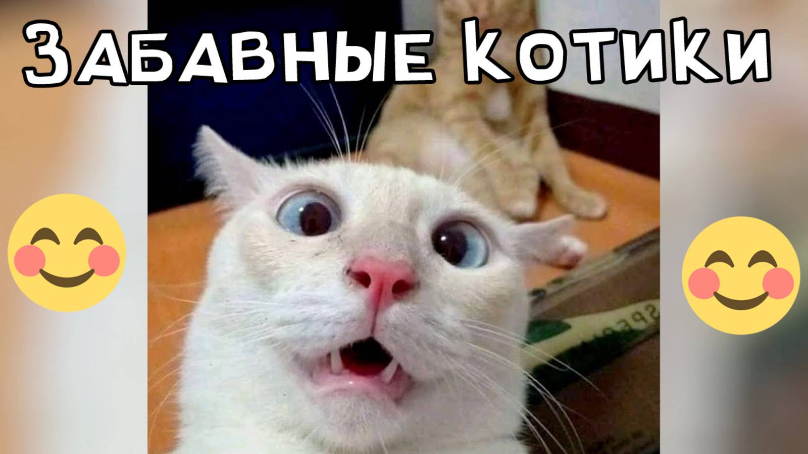 Забавные котики 😸 | Лучшие моменты, от которых невозможно не улыбнуться!