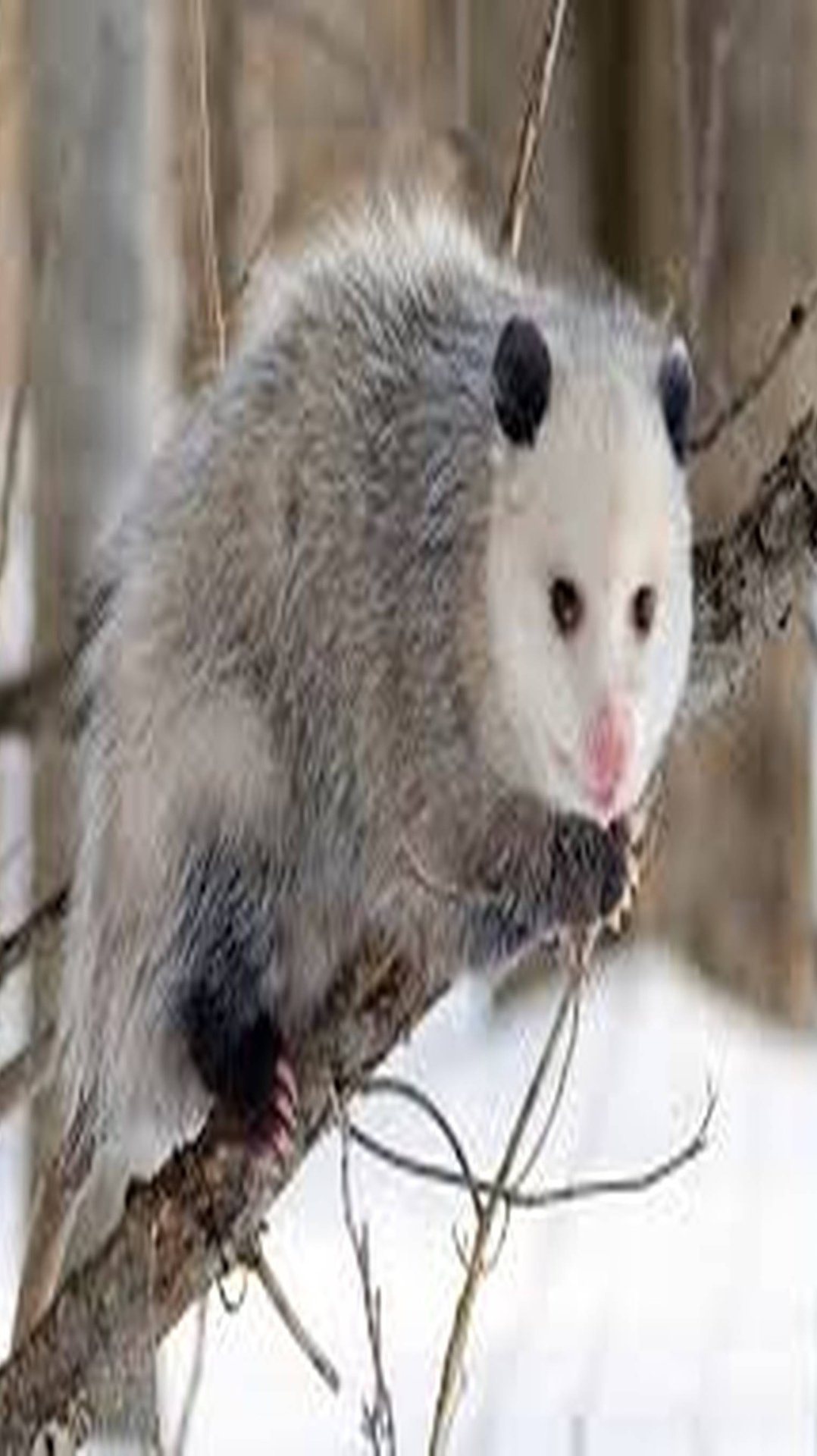 Удивительный зверёк, Опоссум.